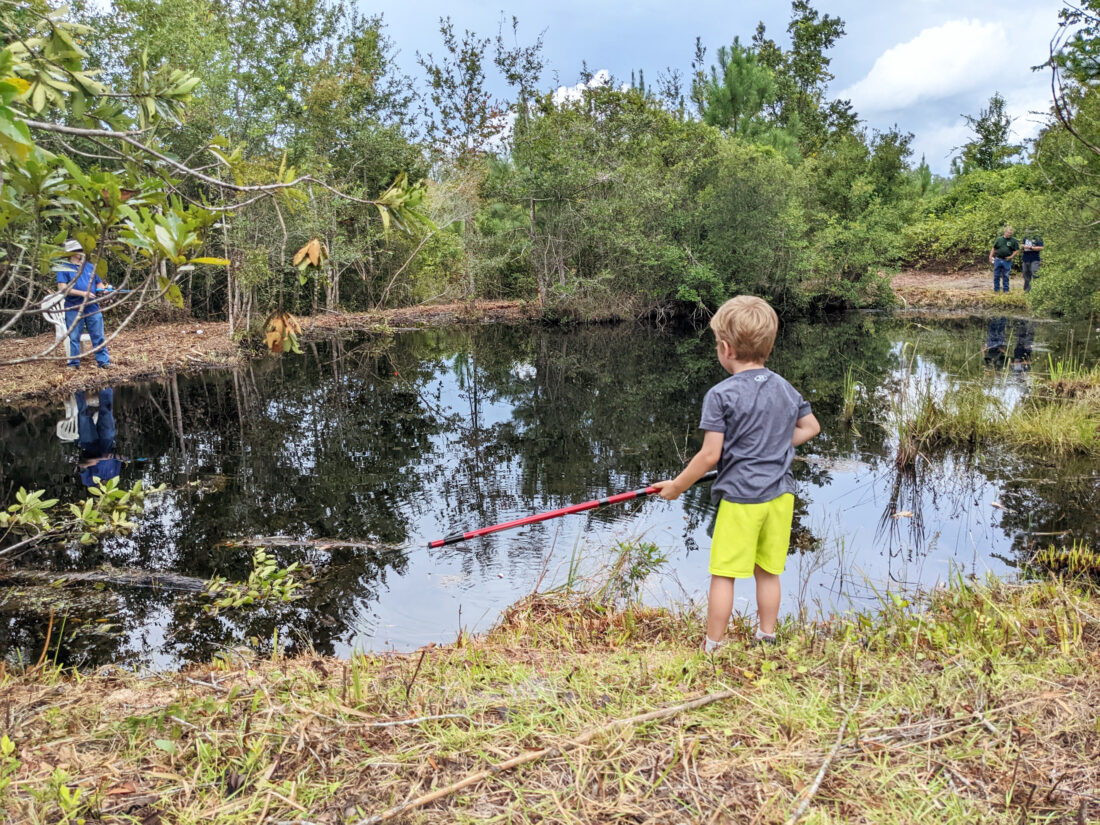 Avis residents continuing to build conservation area in south | News ...